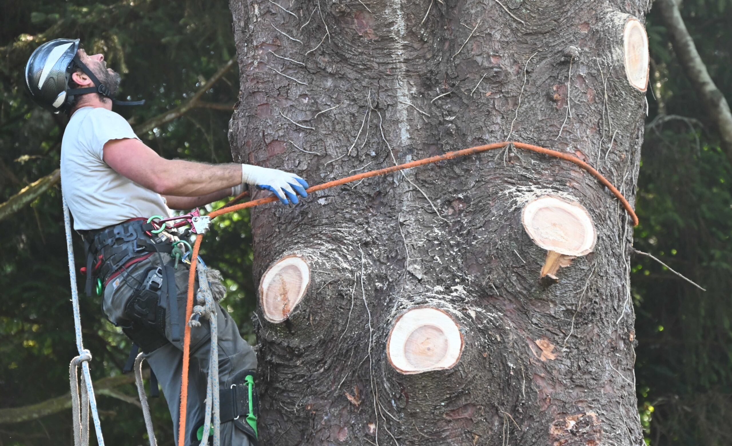 FALLEN SPRUCE AROUSES TREE LOVERS | Boiler Bay Beacon